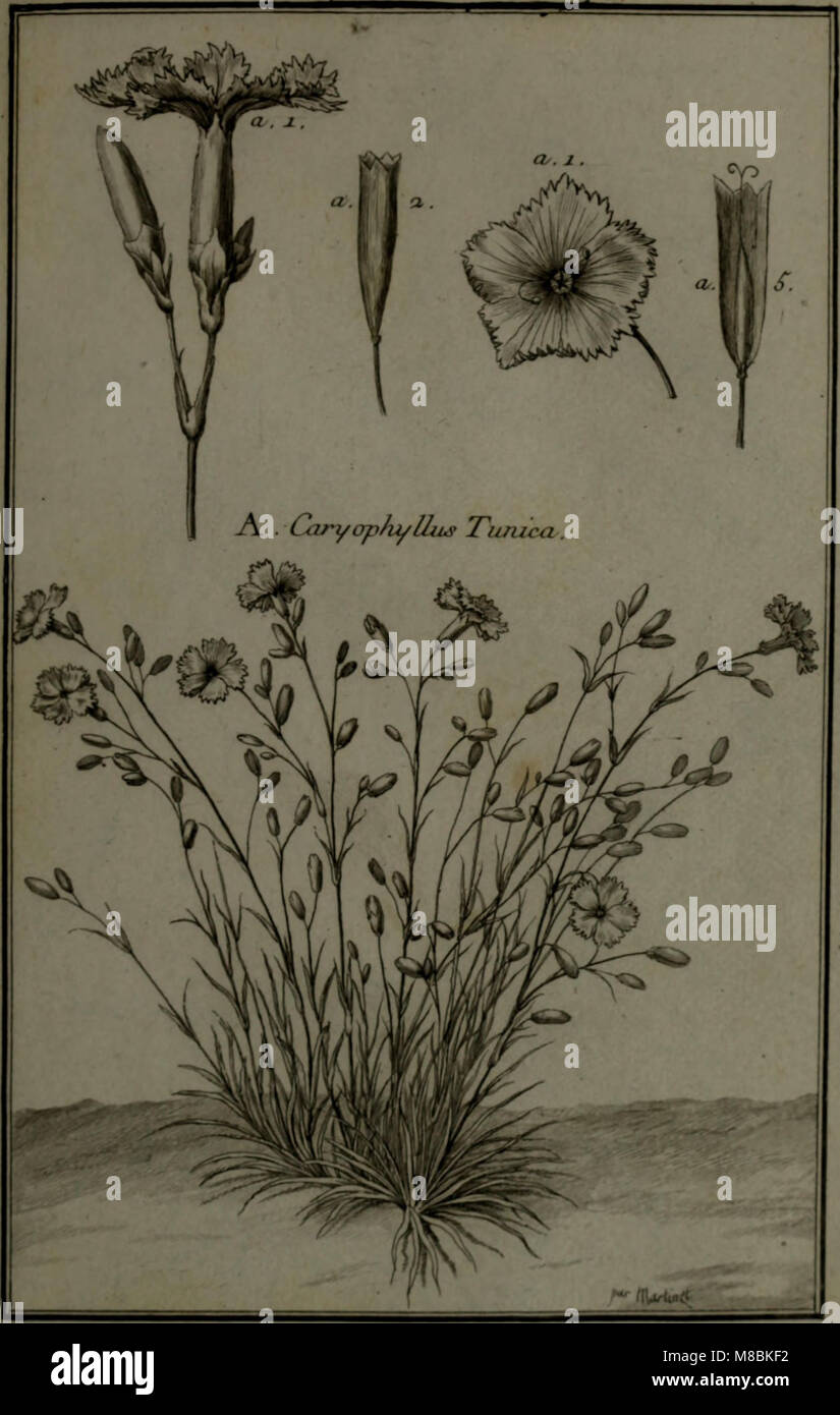 Les sept plantes hi-res stock photography and images - Alamy