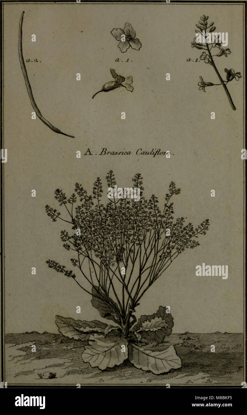 Work details natural uses hi-res stock photography and images - Alamy