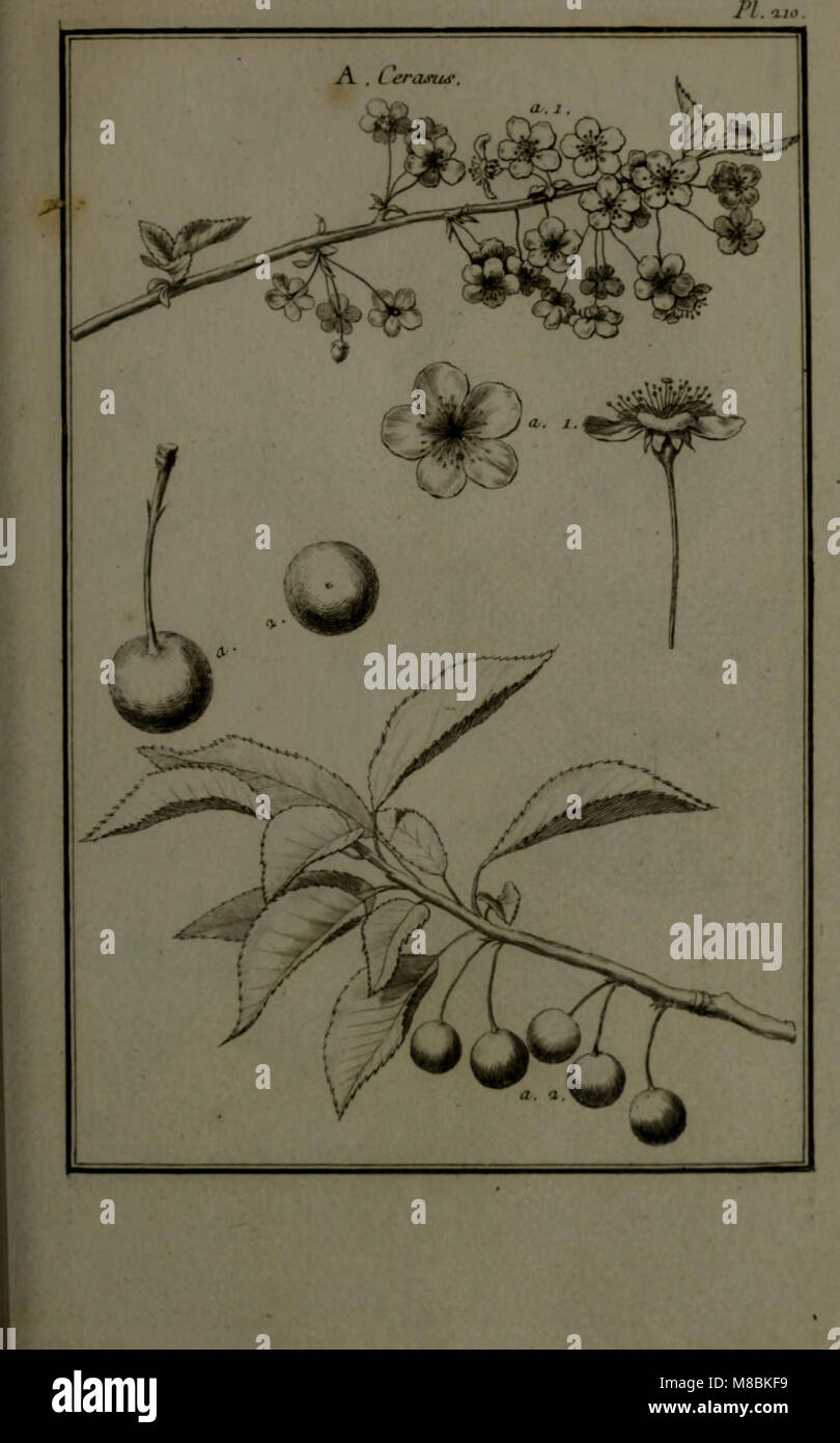 Les sept plantes hi-res stock photography and images - Alamy