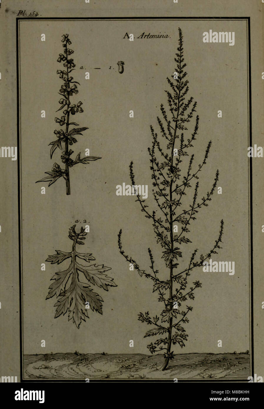 This work details the virtues and uses of 719 plants, both foreign and ...