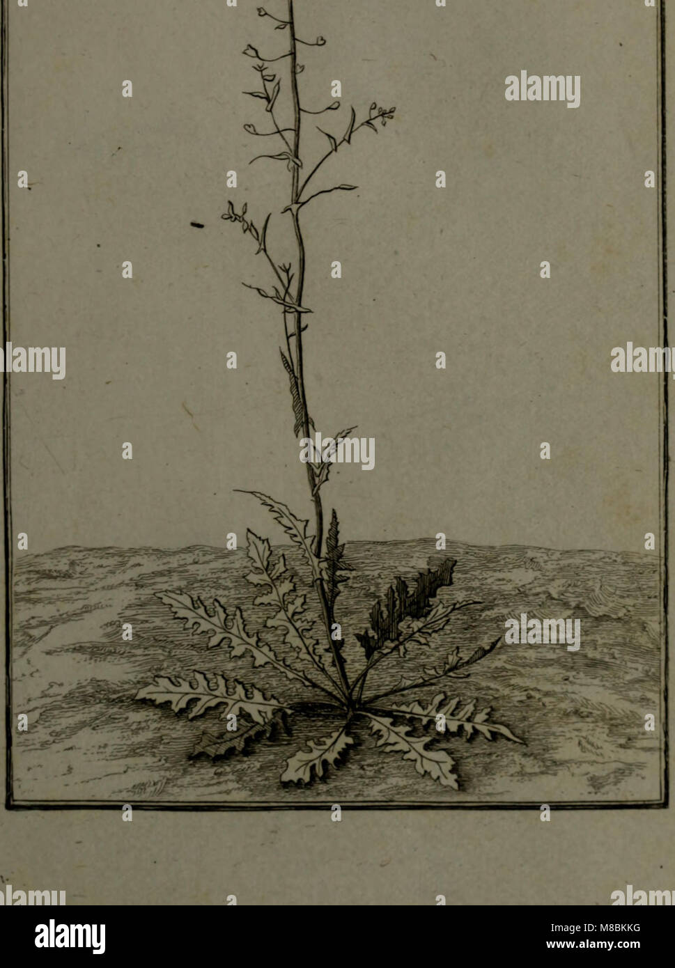 Les sept plantes hi-res stock photography and images - Alamy