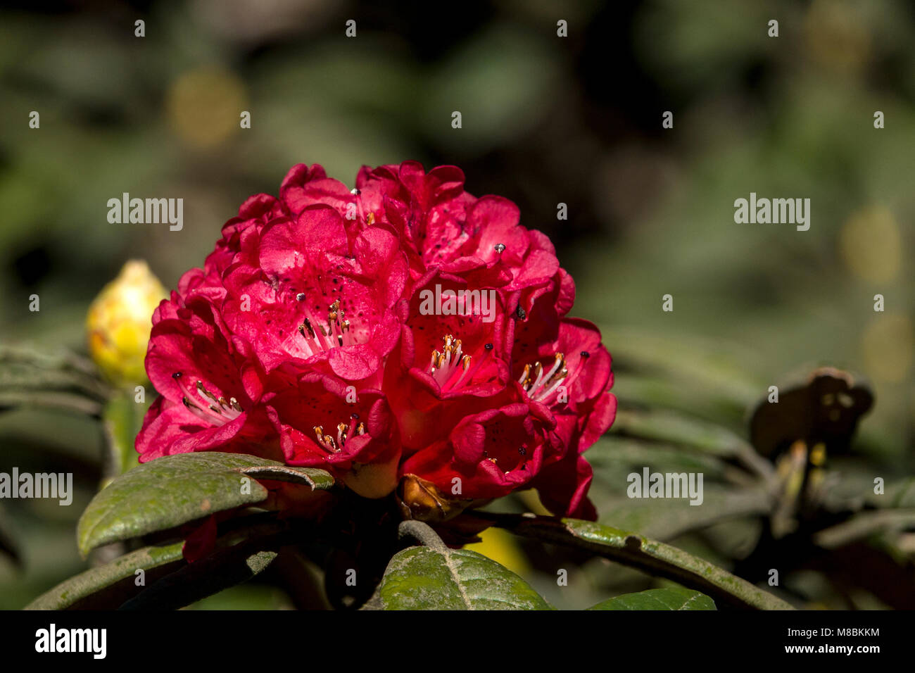 Wild flowers in forest in full bloom during spring in a forest glade ...