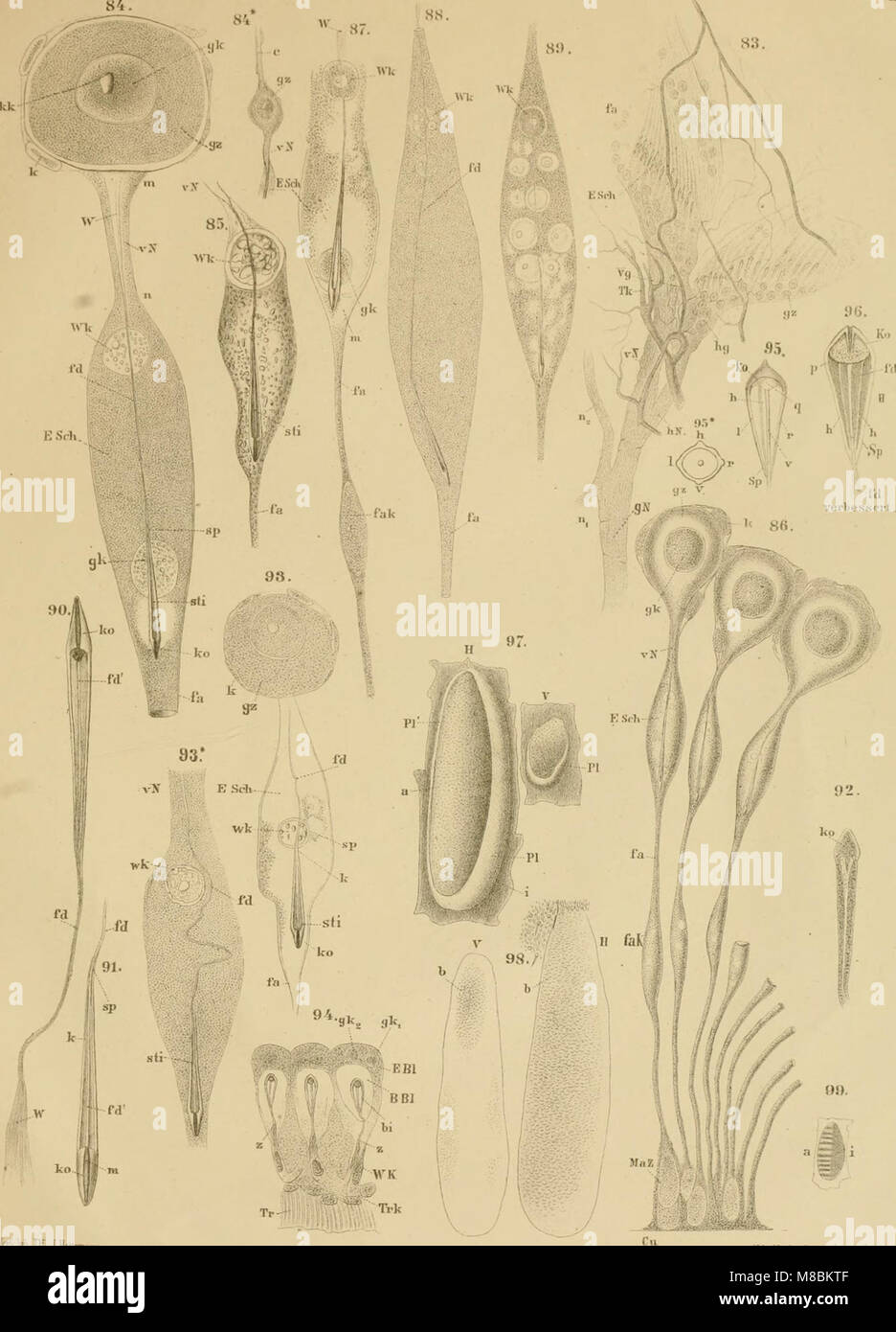 This 1875 work 'Die tympanalen Sinnesapparate der Orthopteren' focuses ...