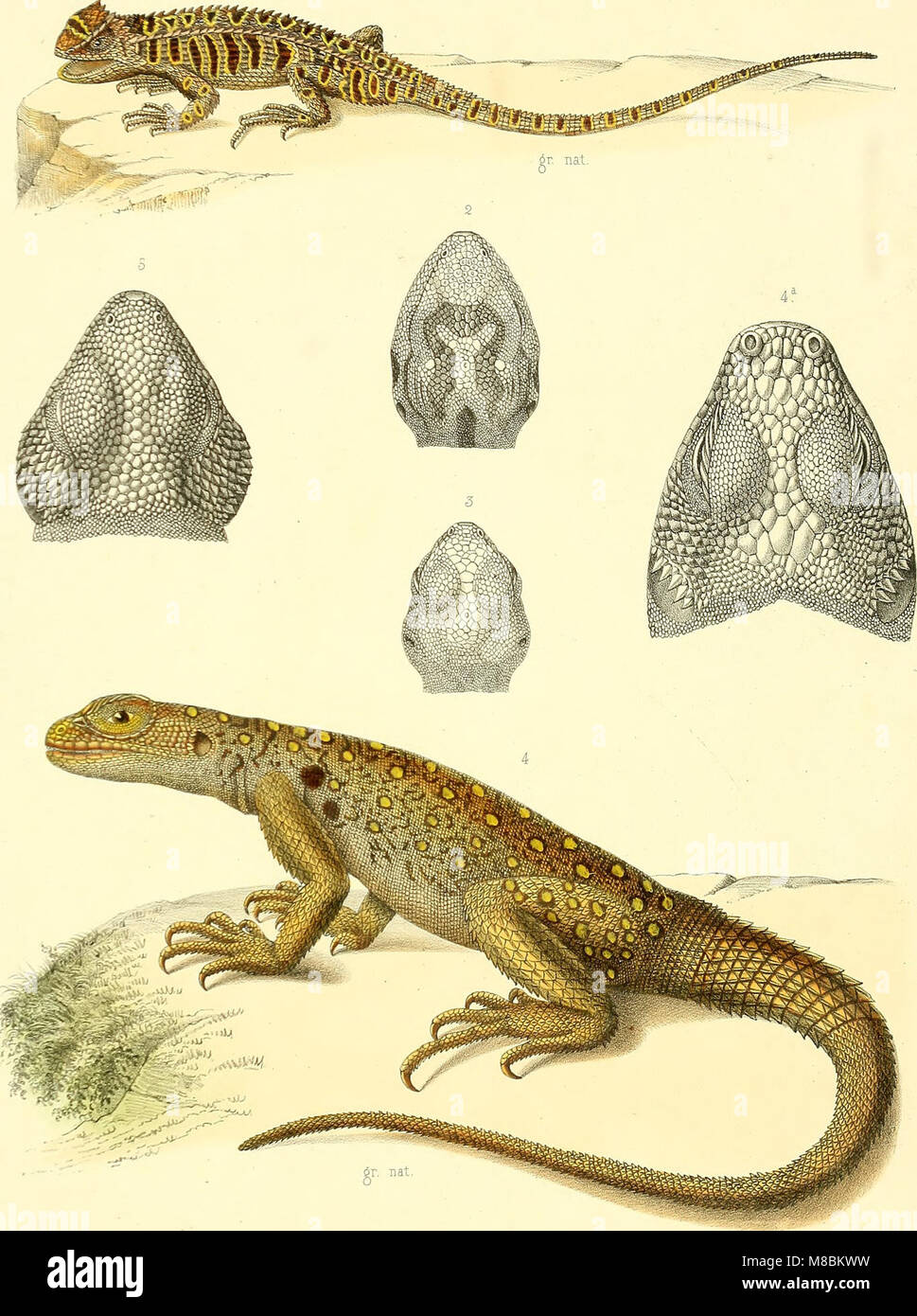 Description des reptiles nouveaux, ou, Imparfaitement connus de la ...