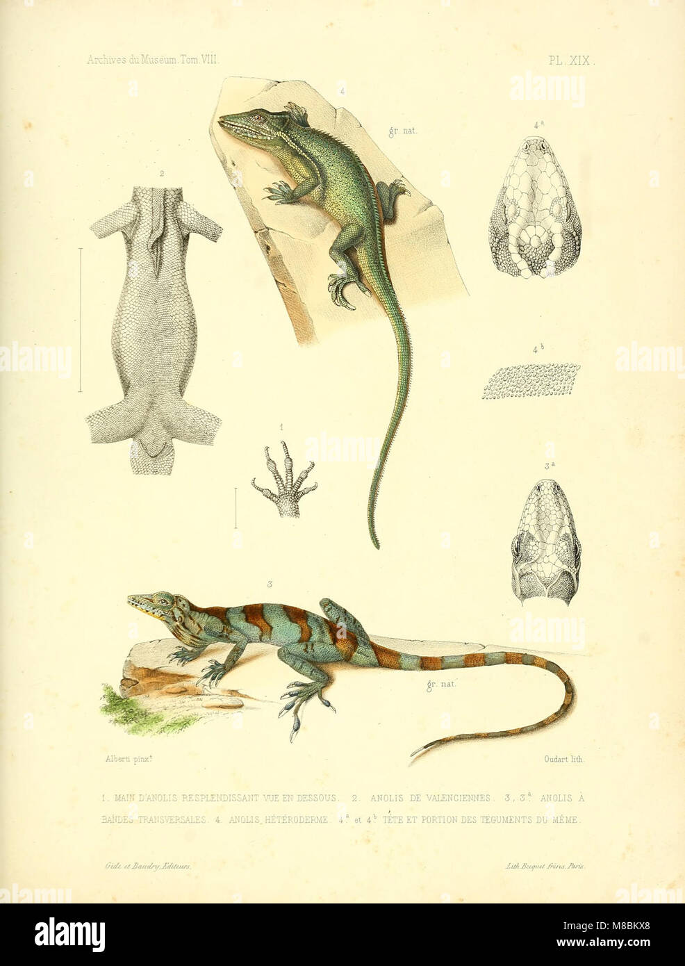 Description des reptiles nouveaux, ou, Imparfaitement connus de la ...