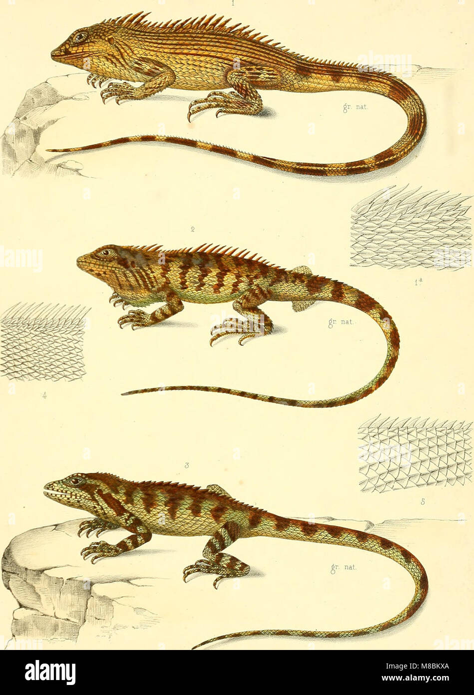 Description des reptiles nouveaux, ou, Imparfaitement connus de la ...