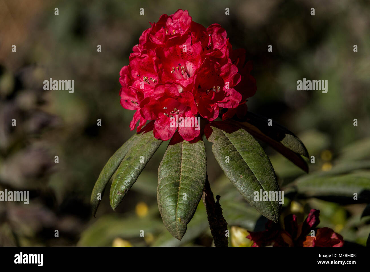 Wild flowers in forest in full bloom during spring in a forest glade ...