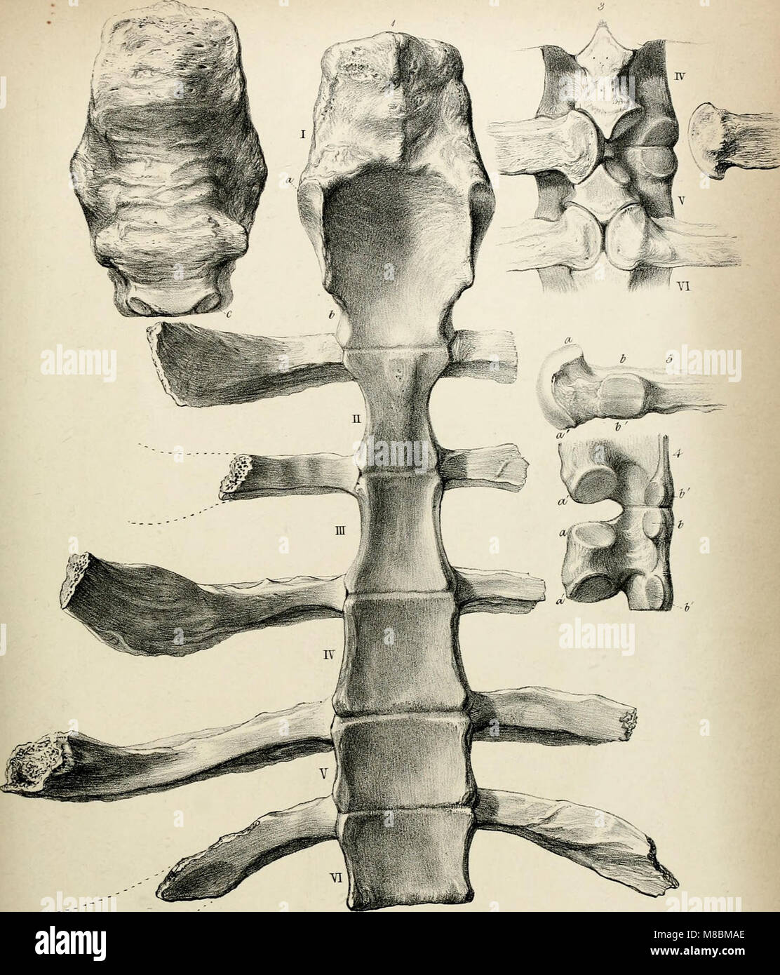 This 1842 description details the skeleton of the extinct Mylodon ...