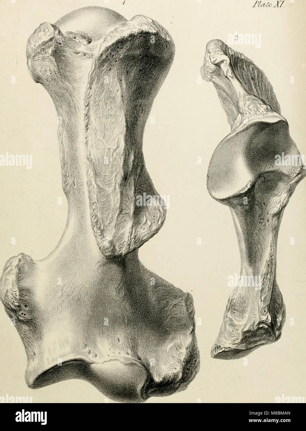 This 1842 description details the skeleton of the extinct giant sloth ...