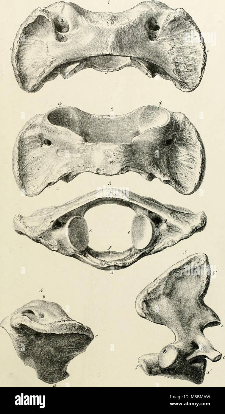 In this 1842 work, Richard Owen describes the skeleton of the extinct ...