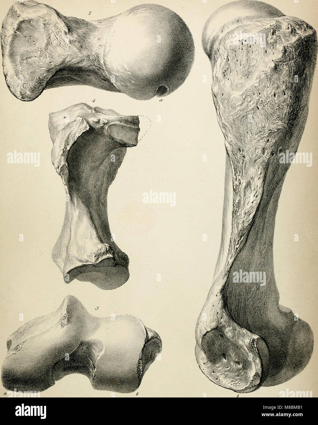 This 1842 description focuses on the skeletal remains of the extinct ...