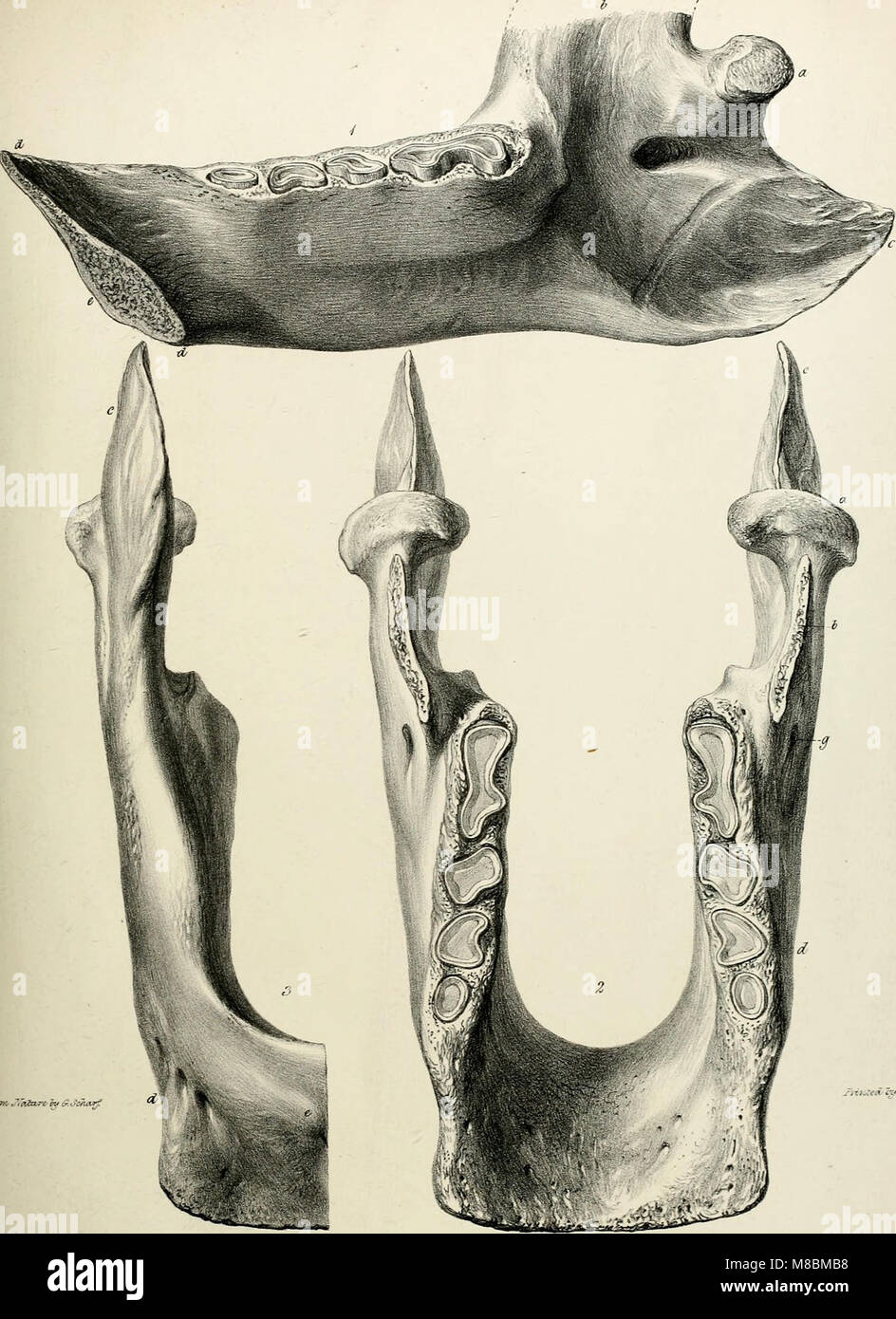This 1842 work describes the skeleton of Mylodon robustus, an extinct ...