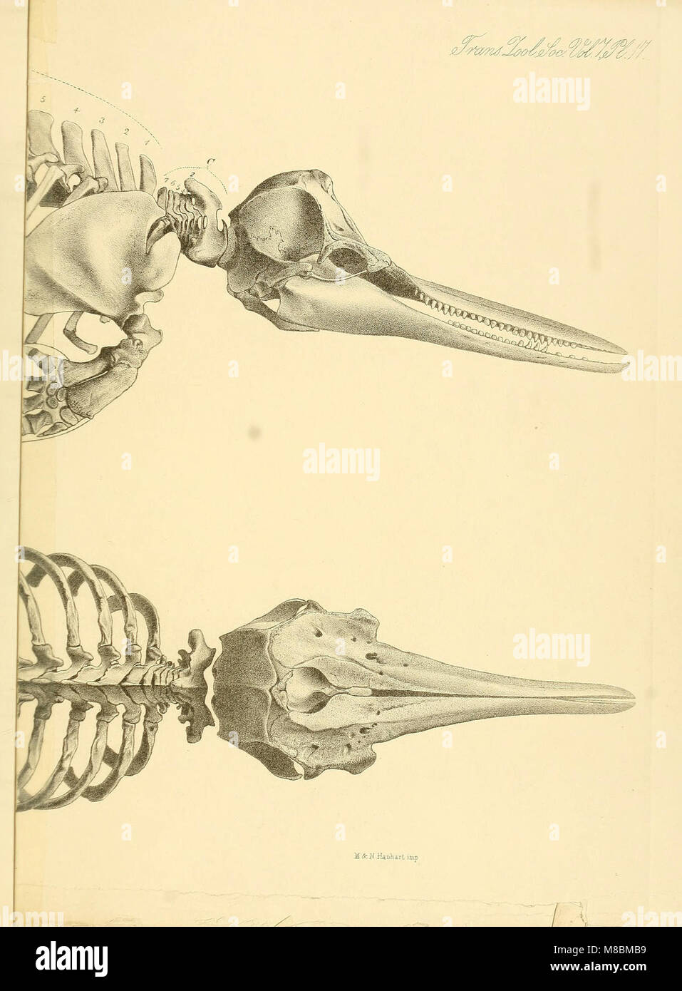 This 1872 study describes the skeleton of the Chinese white dolphin ...