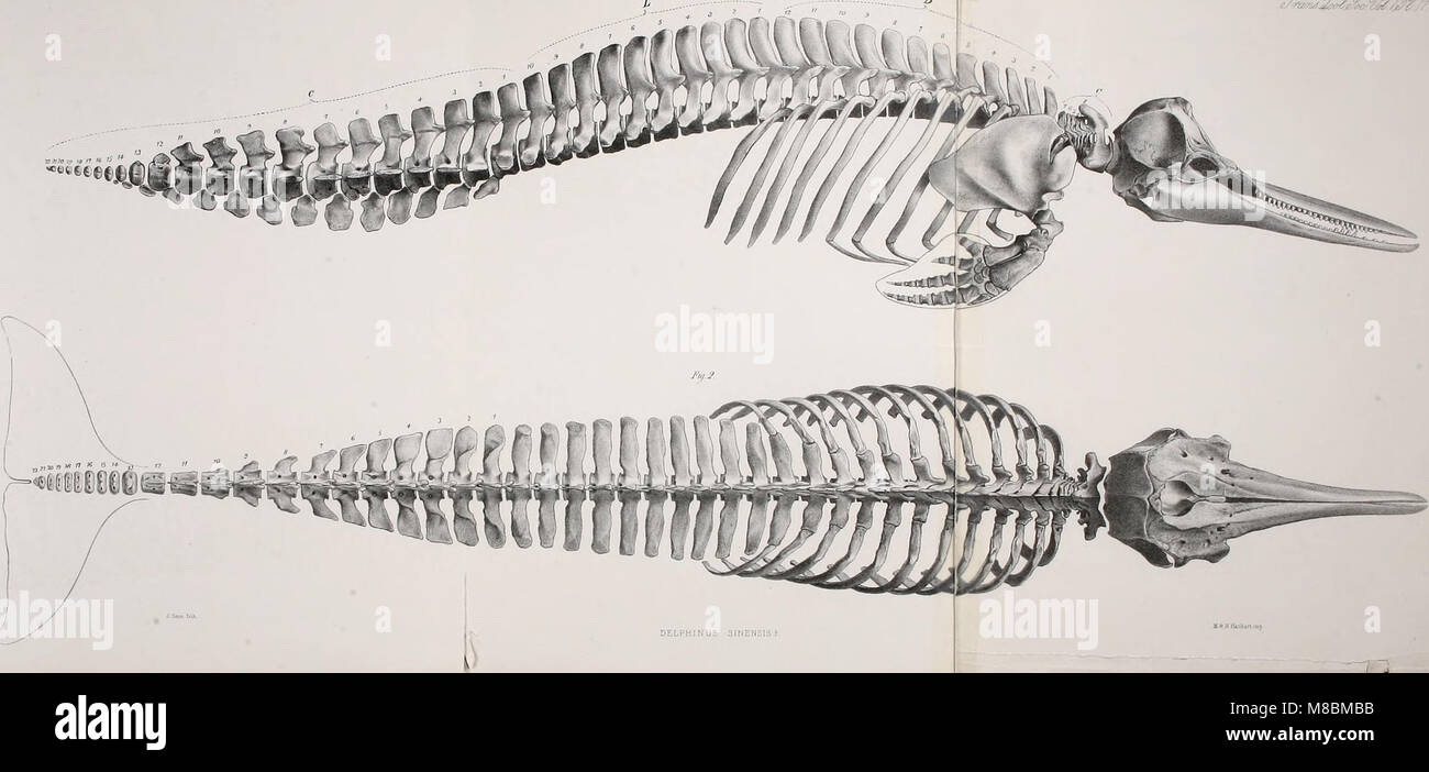 This 1872 work provides a detailed description of the skeleton of the ...