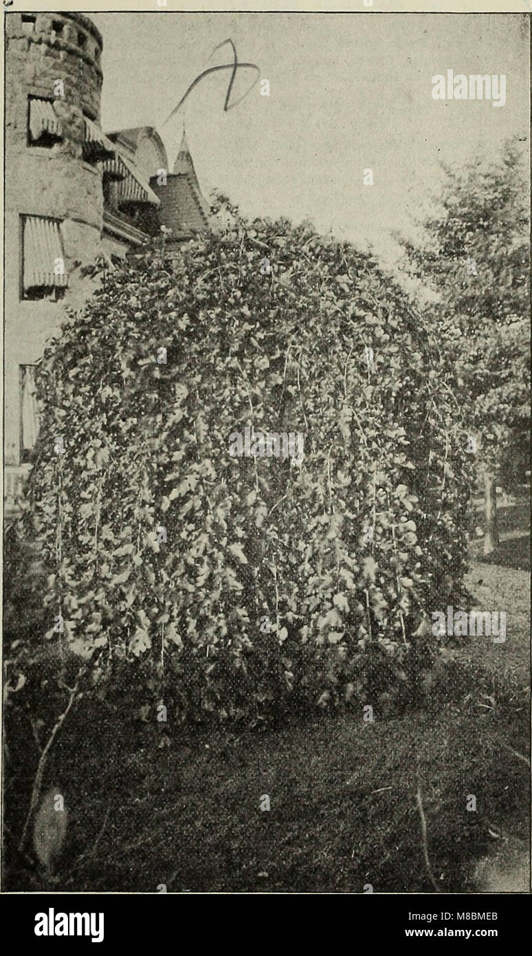 This 1902 catalogue offers descriptions of ornamental trees, shrubs ...