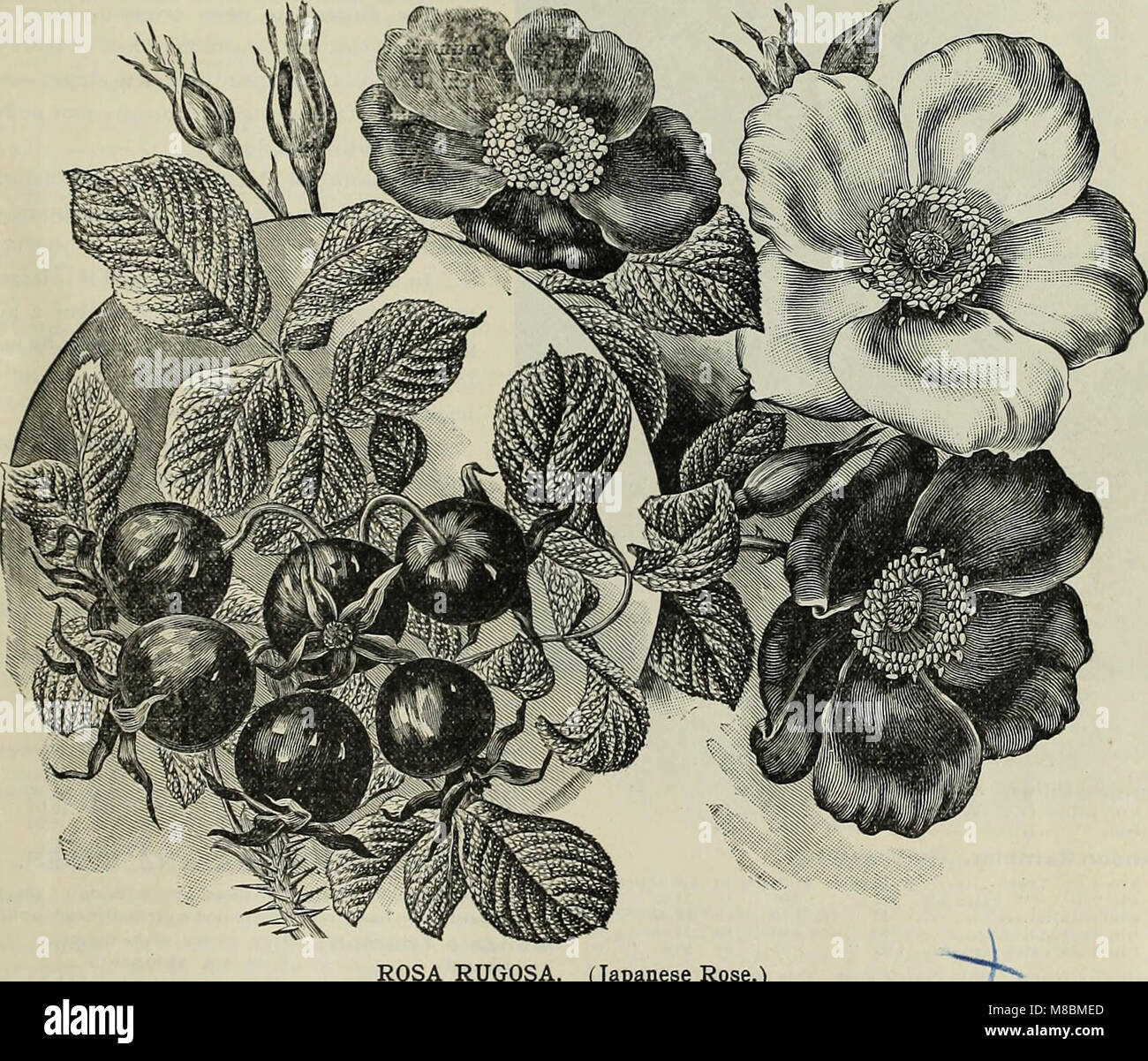 Descriptive catalogue - ornamental trees, shrubs, vines, evergreens ...