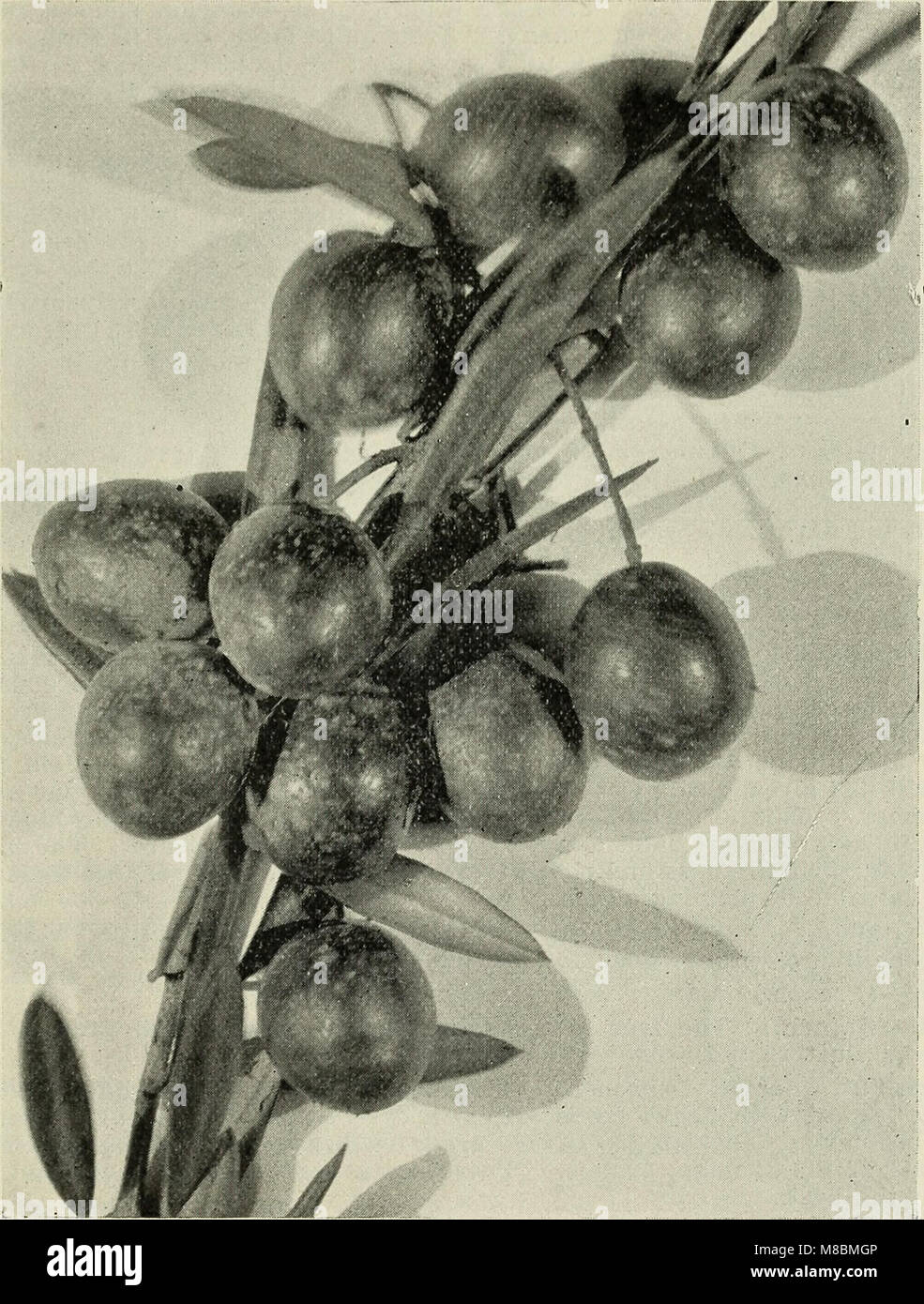 The 1902 catalogue offers a detailed guide to deciduous fruit trees ...