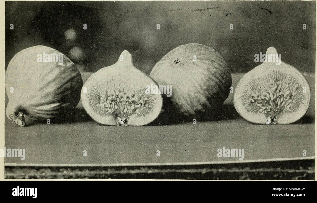 This 1902 catalogue provides detailed descriptions of various types of ...