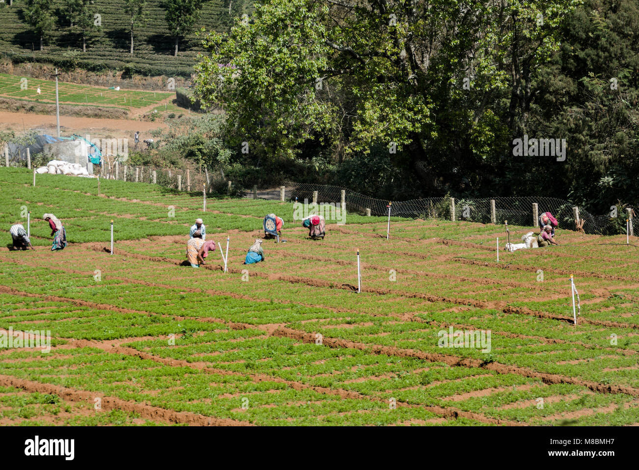 people working in Beautiful step cultivation / terrace farming in ...