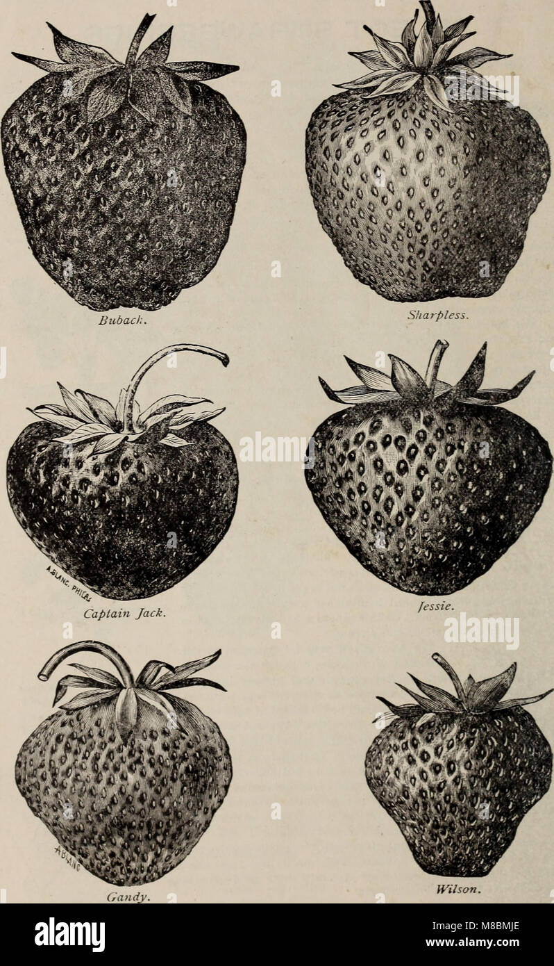 Descriptive catalogue of fruit and ornamental trees, shrubs, vines and ...