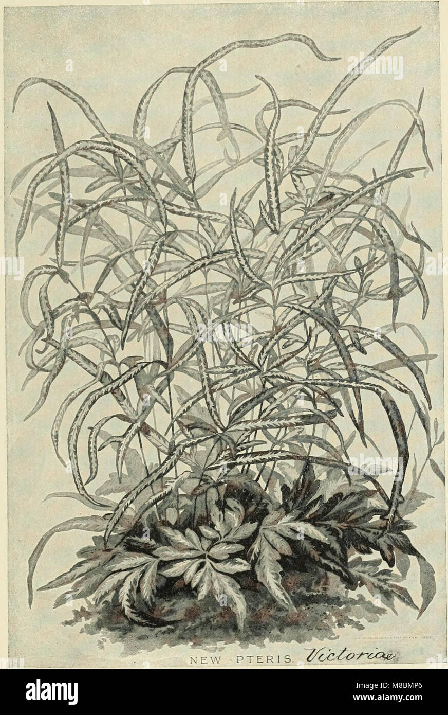 Newly discovered plant hi-res stock photography and images - Alamy