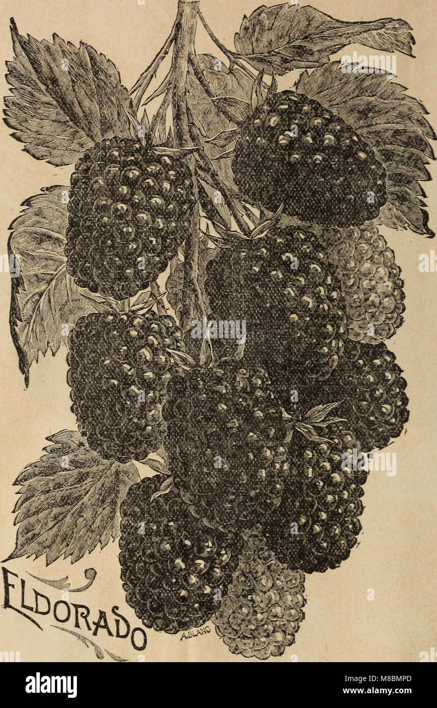 Fruits ancient varieties hi-res stock photography and images - Alamy