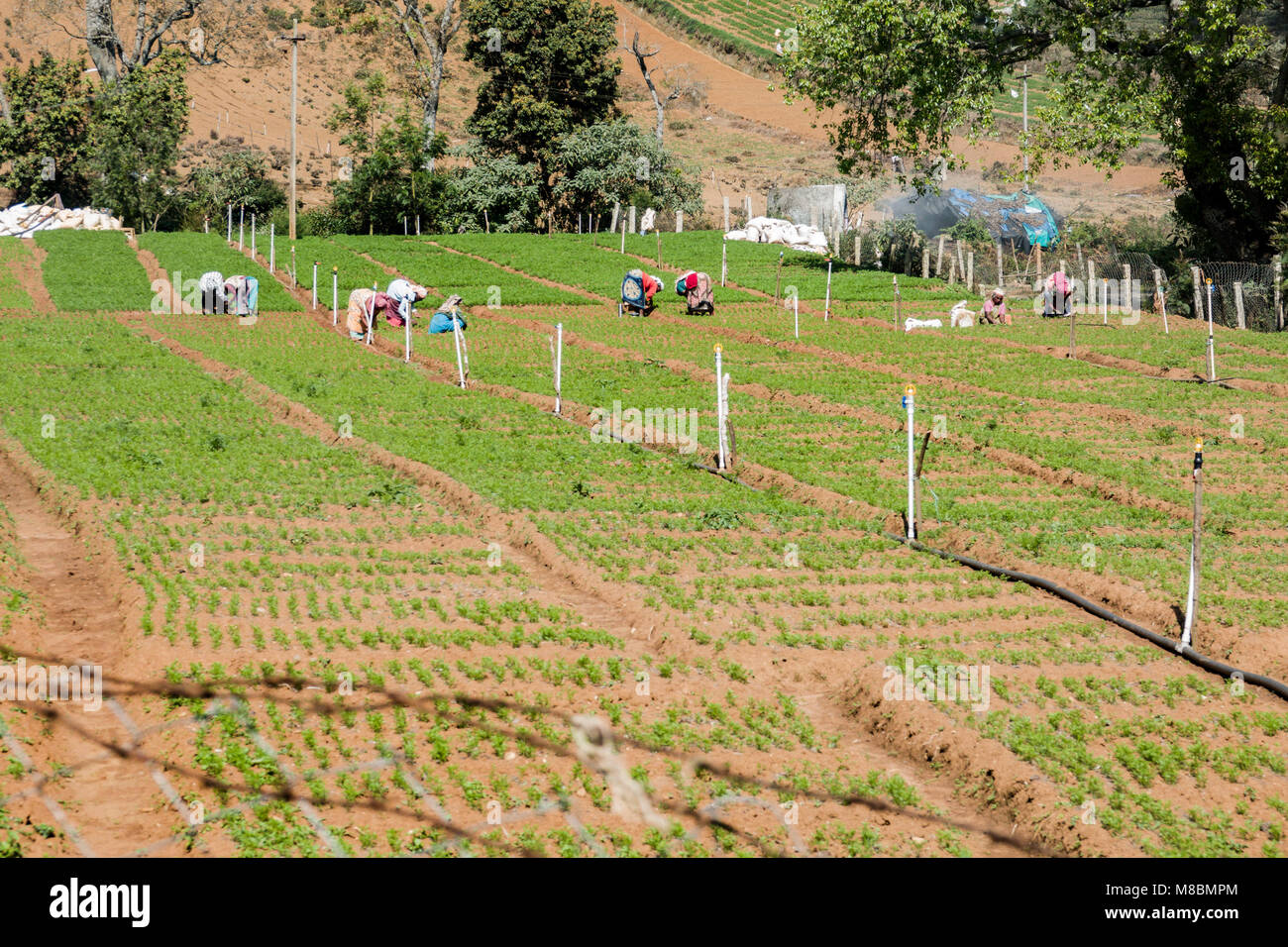 people working in Beautiful step cultivation / terrace farming in ...