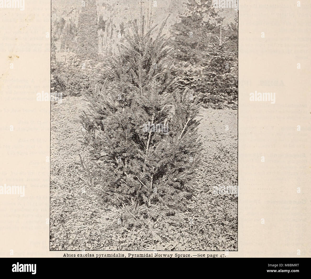 Descriptive catalogue of ornamental trees, shrubs, vines, evergreens ...