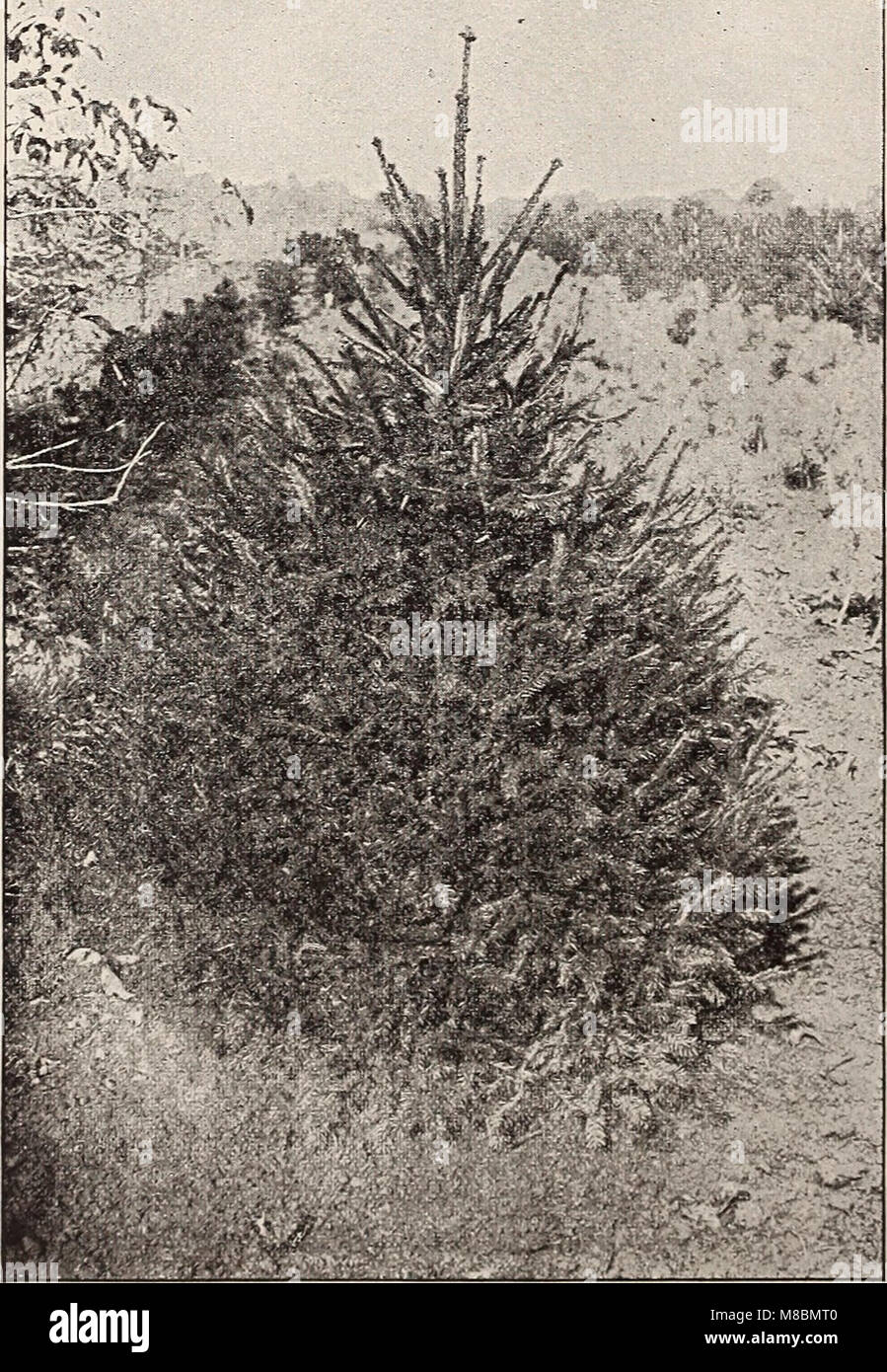 Descriptive catalogue of ornamental trees, shrubs, vines, evergreens ...