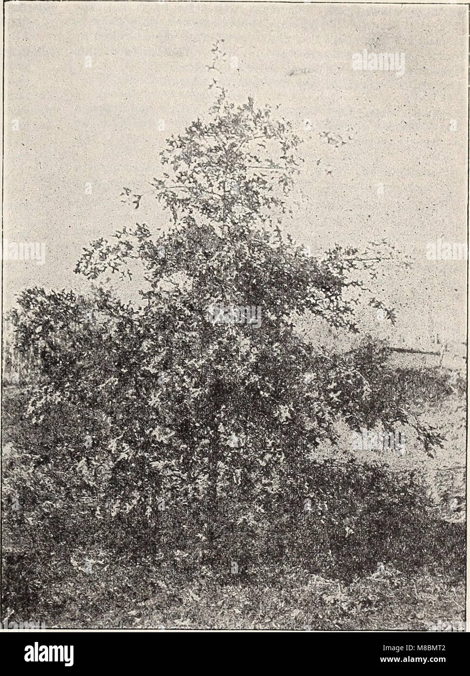 Descriptive catalogue of ornamental trees, shrubs, vines, evergreens ...