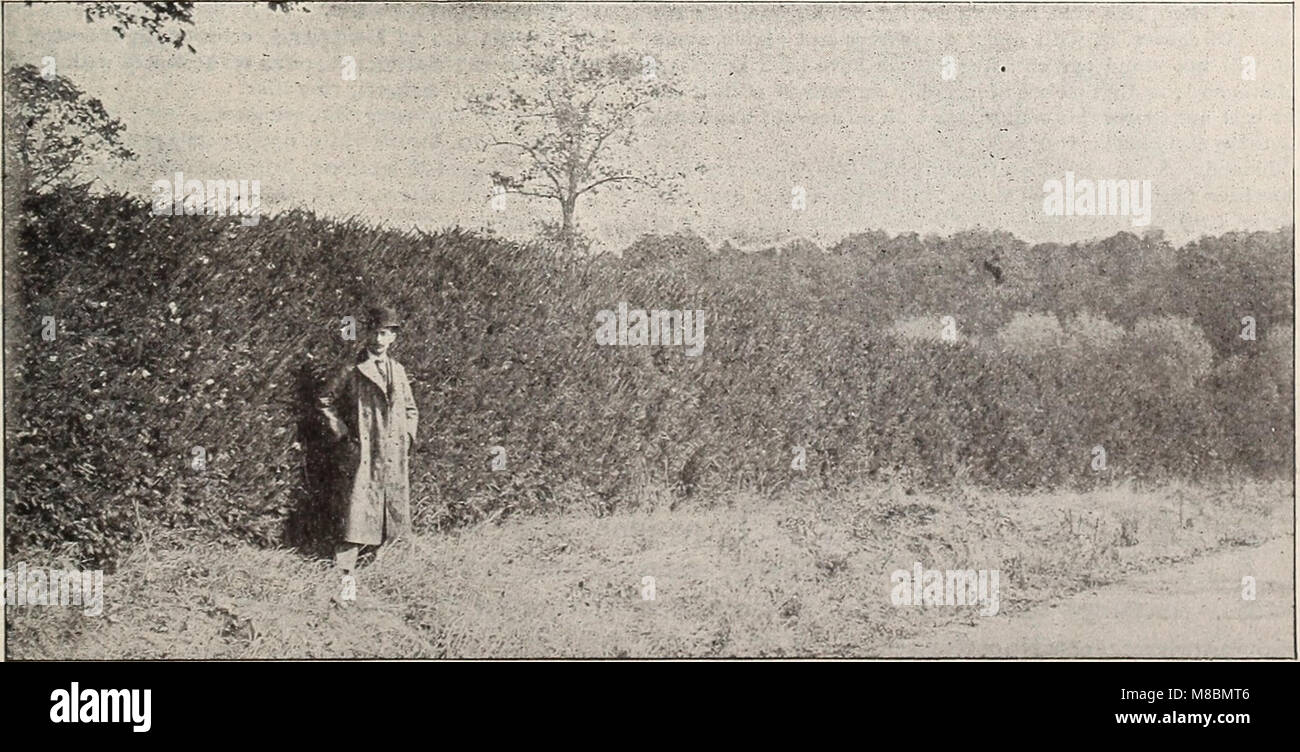Descriptive catalogue of ornamental trees, shrubs, vines, evergreens ...