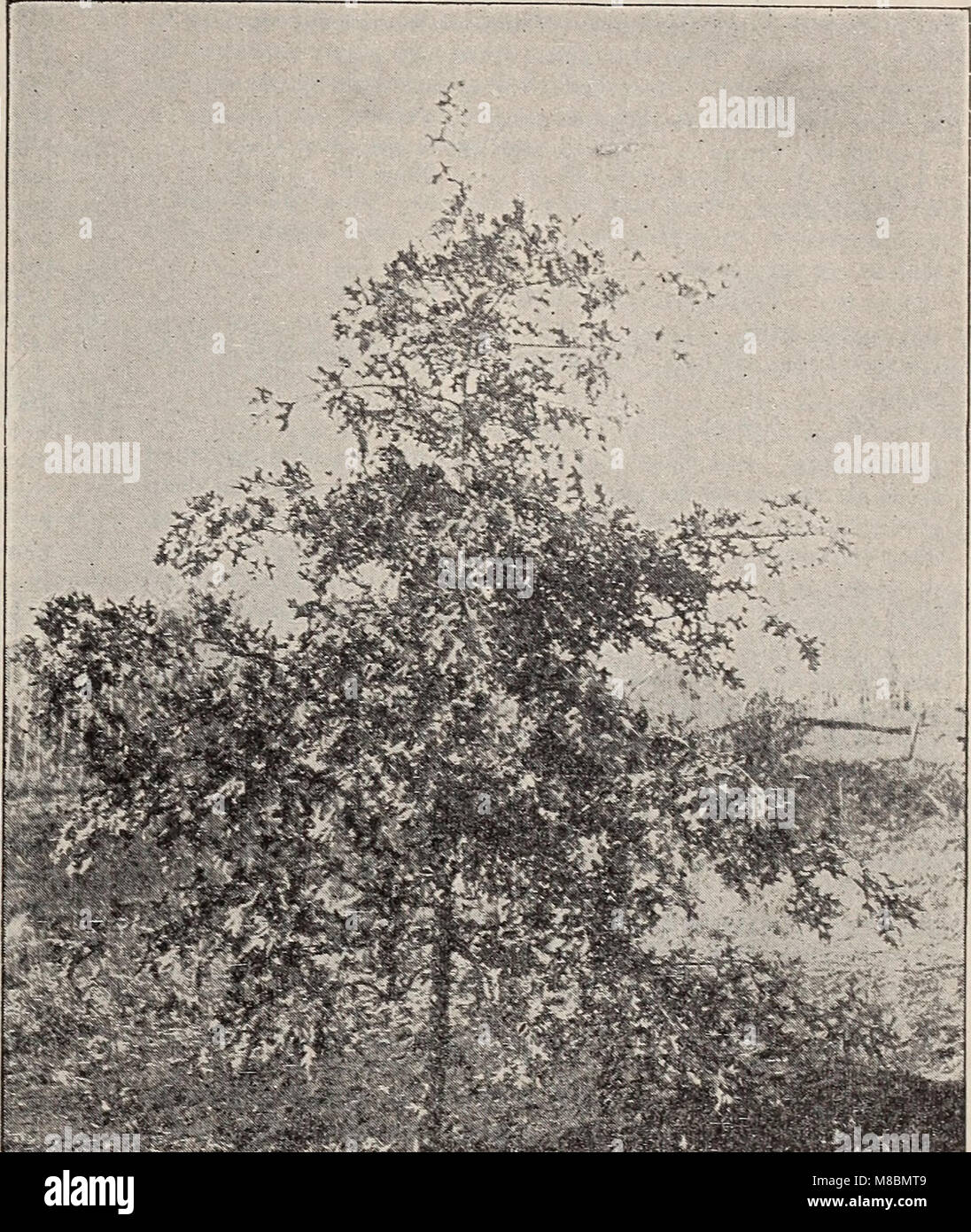 Descriptive catalogue of ornamental trees, shrubs, vines, evergreens ...