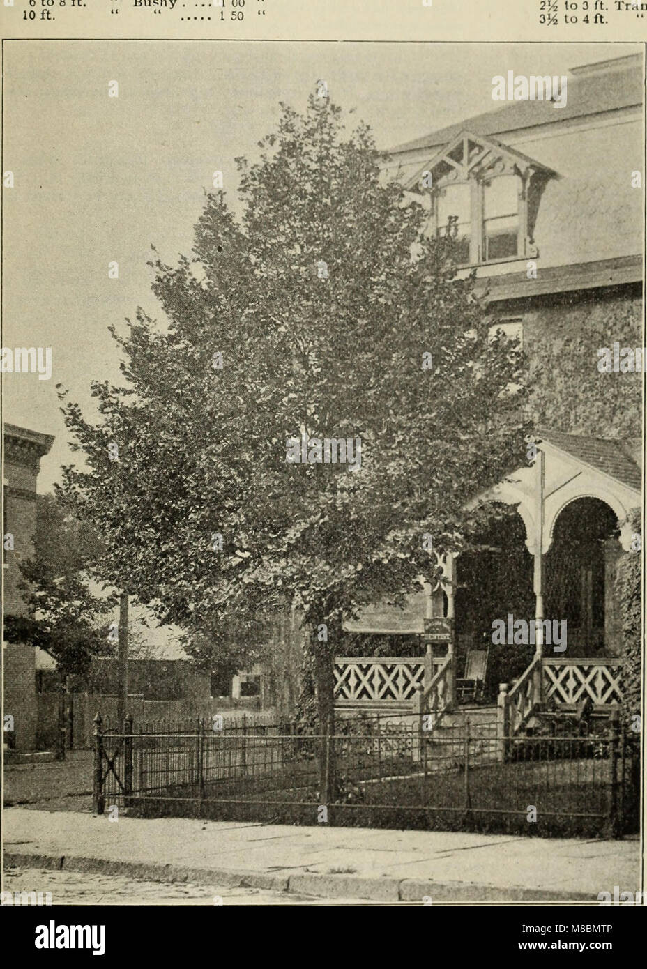 Descriptive catalogue of ornamental trees, shrubs, vines, evergreens ...