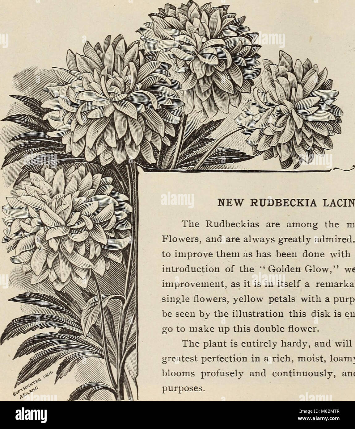 Descriptive catalogue of ornamental trees, shrubs, vines, evergreens ...