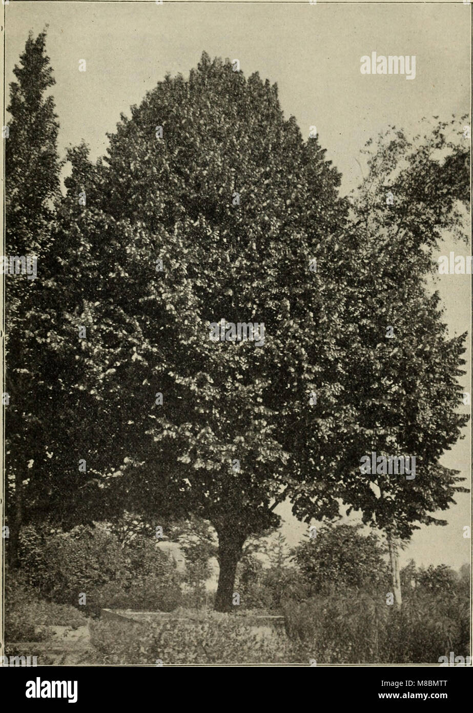 Descriptive catalogue of ornamental trees, shrubs, vines, evergreens ...