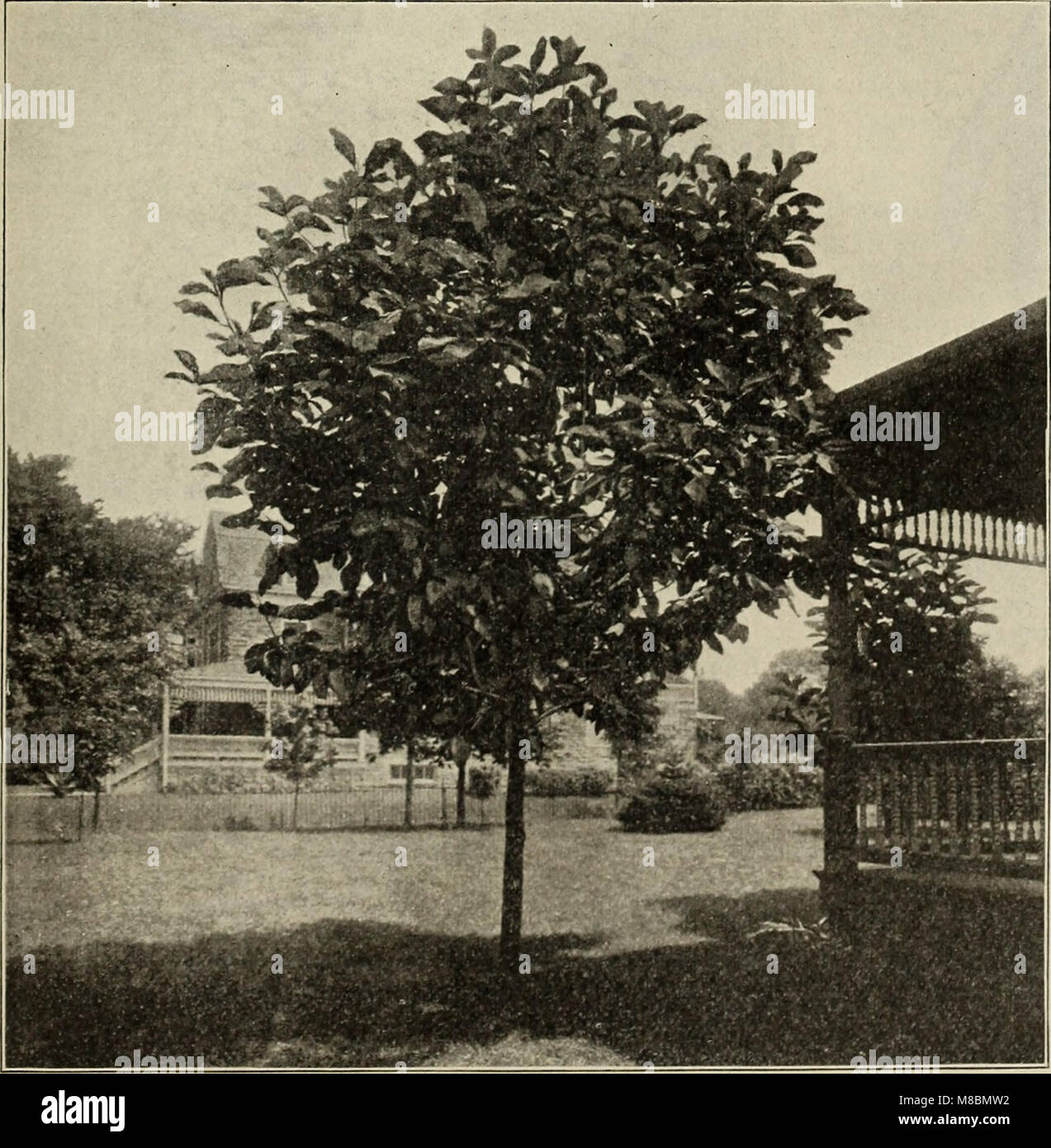This 1901 descriptive catalogue provides details on various ornamental ...