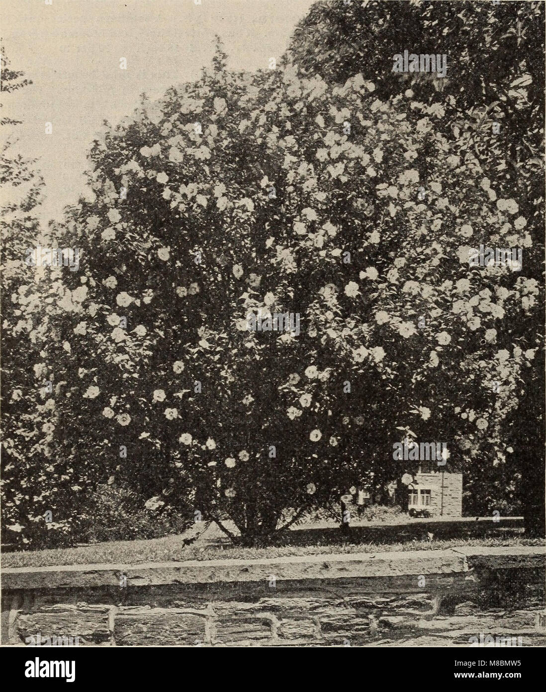 Descriptive catalogue of ornamental trees, shrubs, vines, evergreens ...