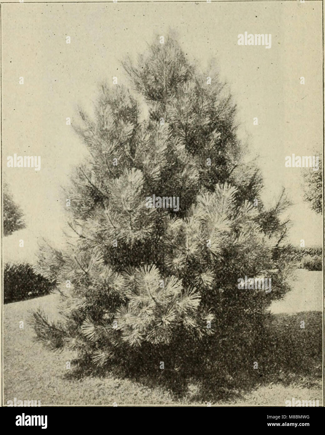 Descriptive catalogue of ornamental trees, shrubs, vines, evergreens ...