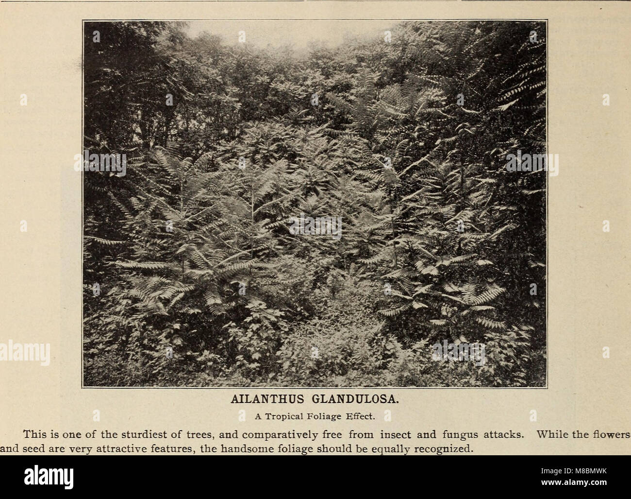 Descriptive catalogue of ornamental trees, shrubs, vines, evergreens ...