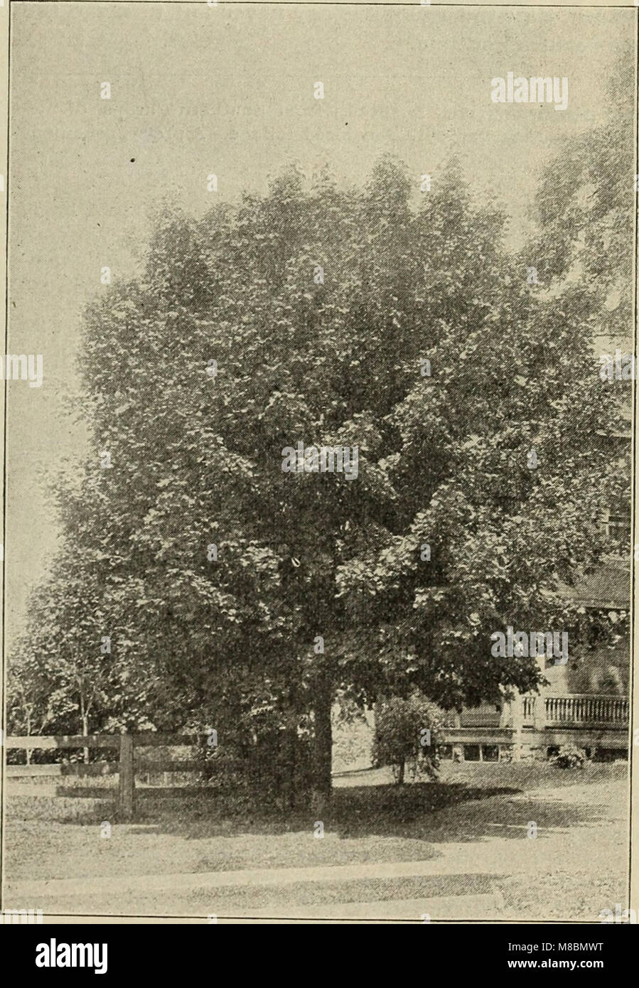 Descriptive catalogue of ornamental trees, shrubs, vines, evergreens ...