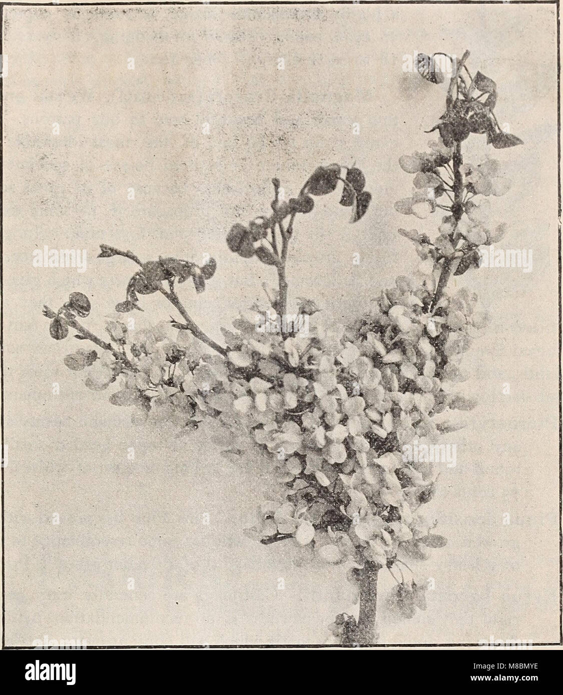 This descriptive catalogue from 1892 provides an overview of various ...