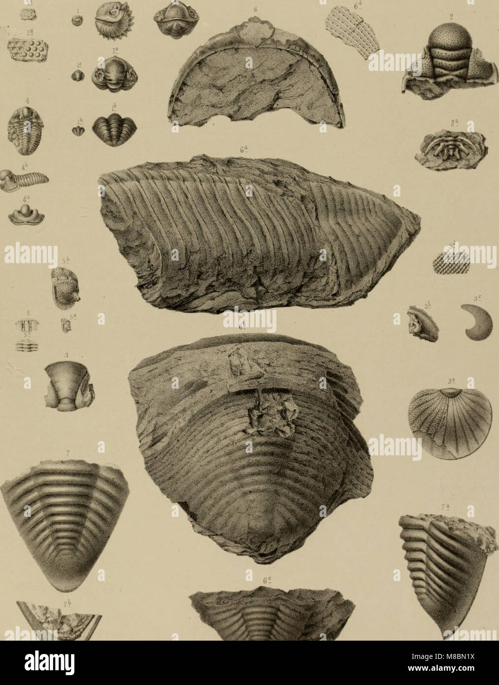 This 1850 work details the fossils of the Rhineland stratigraphic ...
