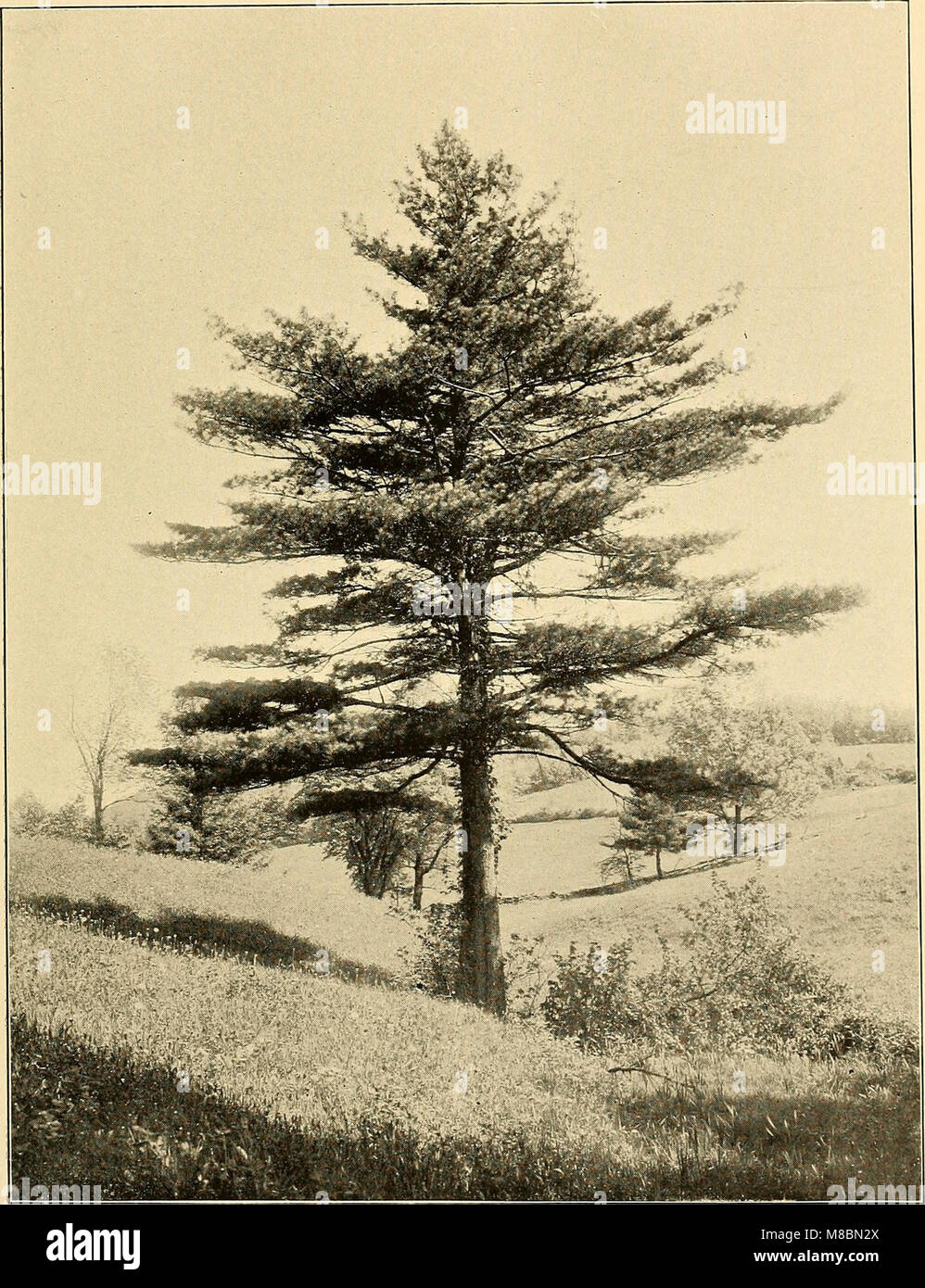 This 1909 guide provides a detailed description of the grounds ...