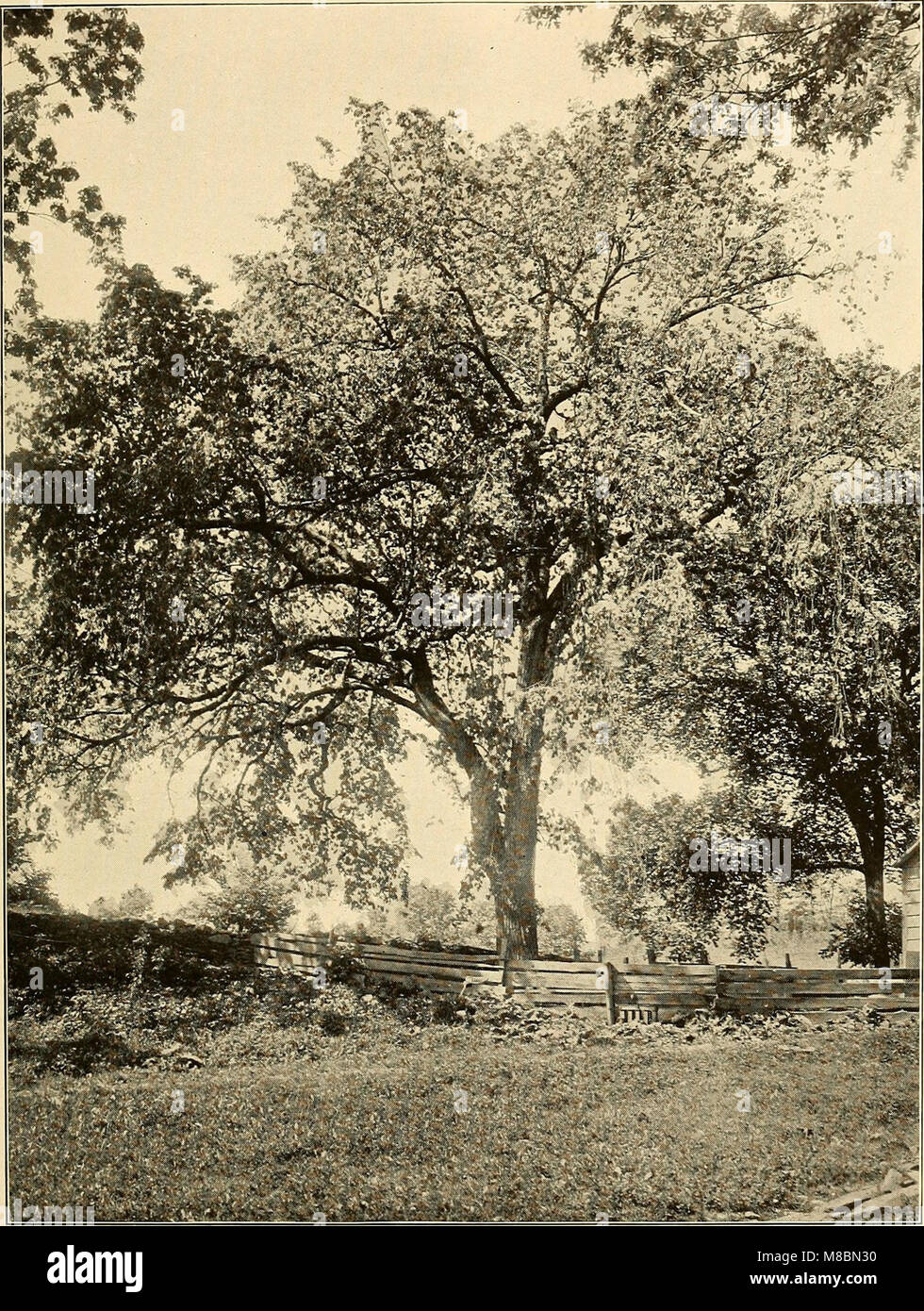 This guide (1909) provides detailed descriptions of the native trees ...