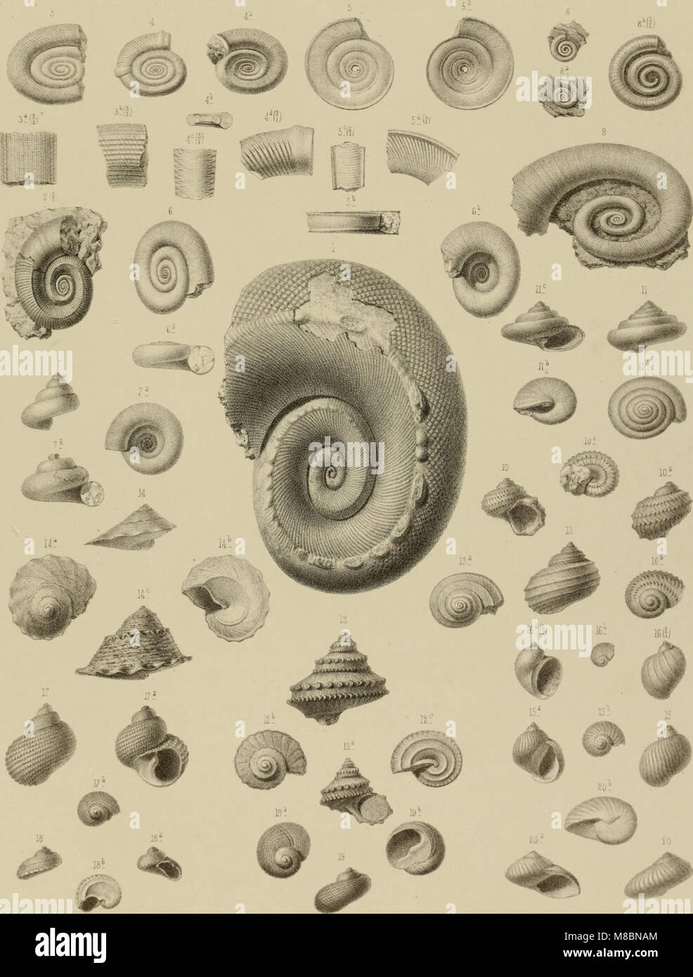 This 1850 work explores the fossils of the Rhenish layers in Nassau ...