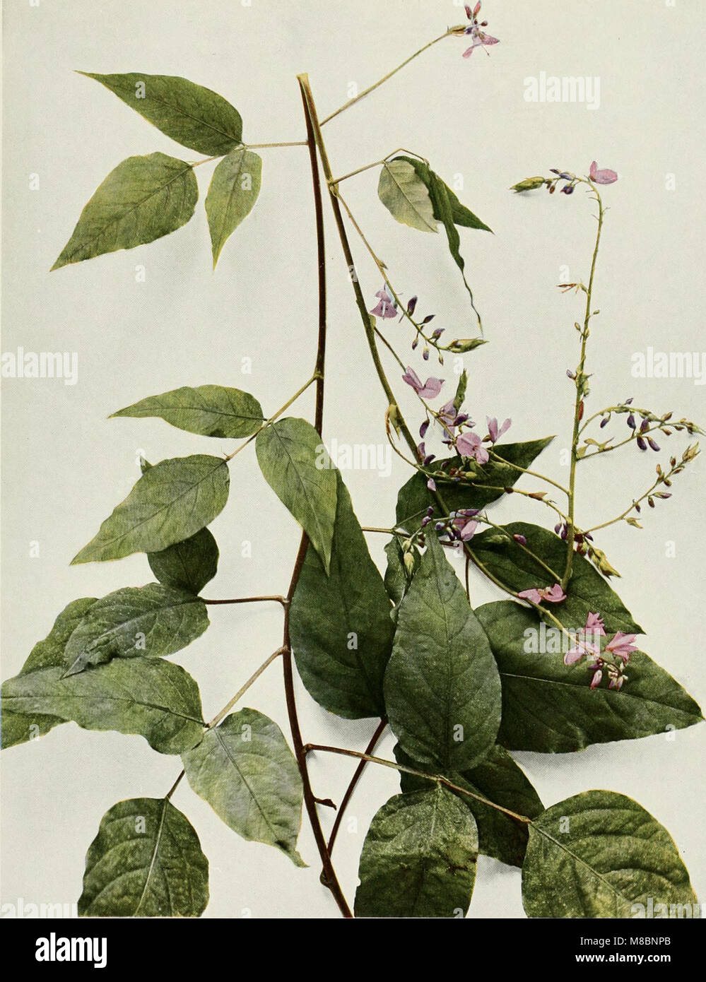 Desmodium Stock Photos & Desmodium Stock Images - Alamy