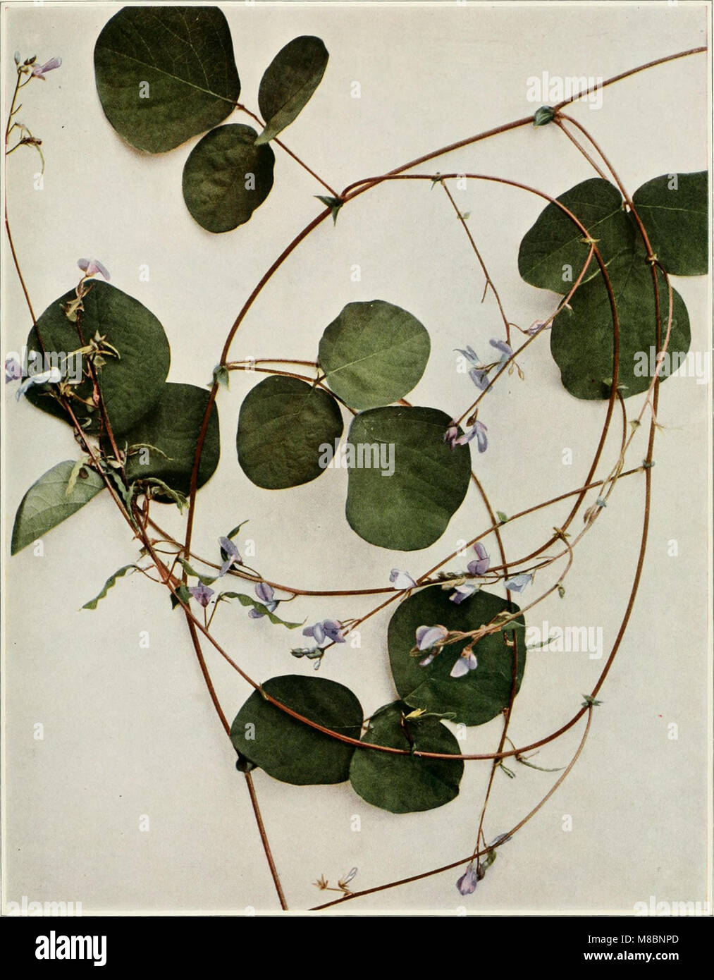 Desmodium rotundifolium WFNY-110 is a plant species within the legume ...