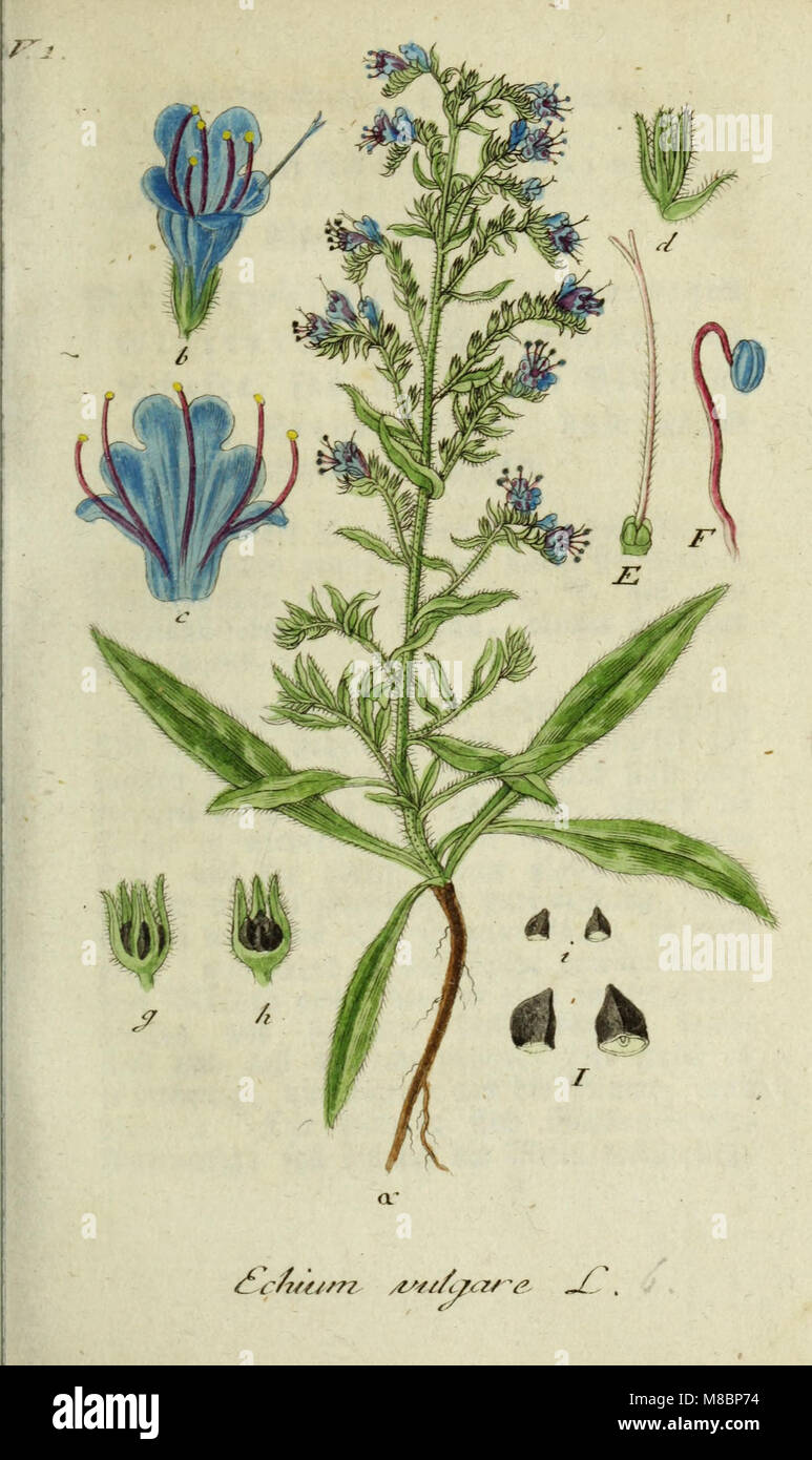 This 1806 work, *Deutschlands Flora in Abbildungen nach der Natur ...