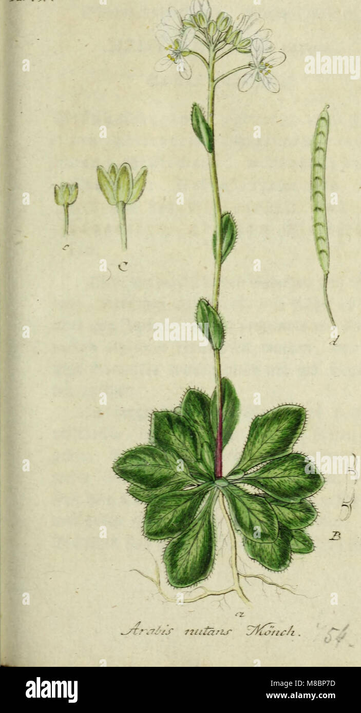This 1806 work, 'Deutschlands Flora in Abbildungen nach der Natur ...