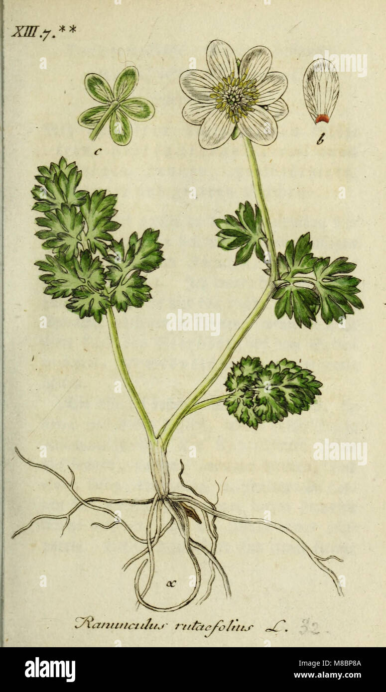 'Deutschlands flora in abbildungen nach der natur' is a 1806 botanical ...